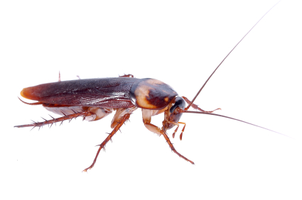 Blattes germaniques – Insecticides et raticides