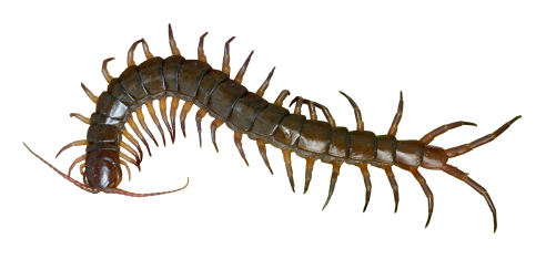 Les scolopendres - Insecticides et raticides